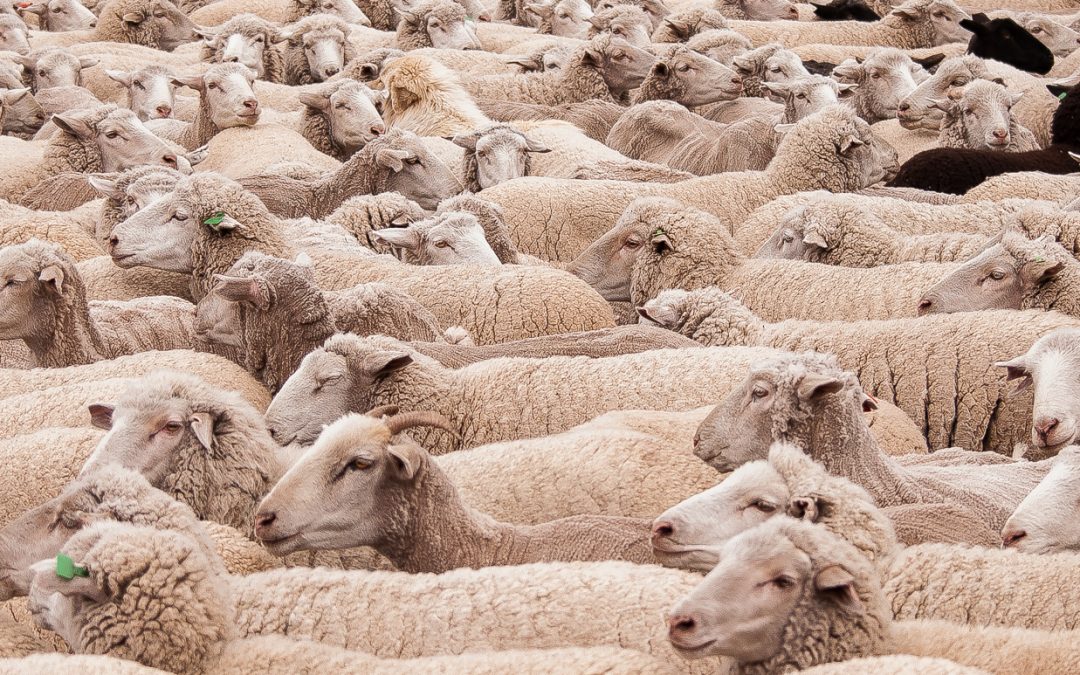 La corporación como mecanismo de cooperación - Almacén de Derecho